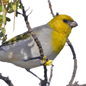 Restore Mauna Kea | Palila