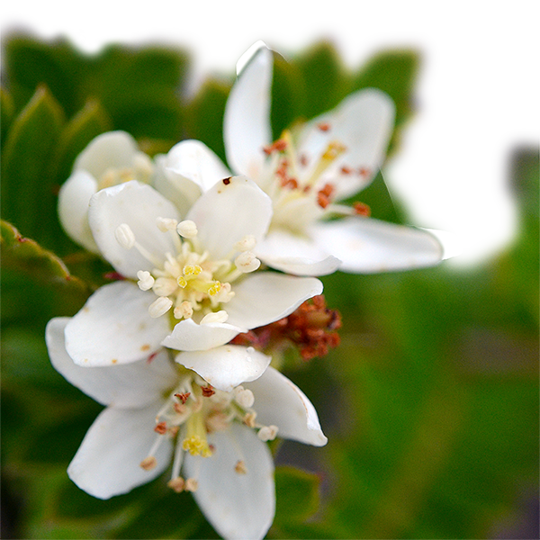 Restore Mauna Kea | ‘Ūlei