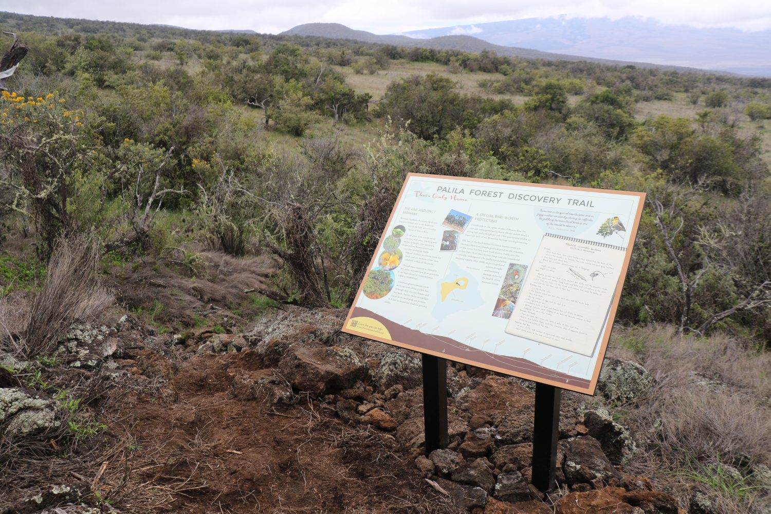 Restore Mauna Kea | Grand Opening: Palila Forest