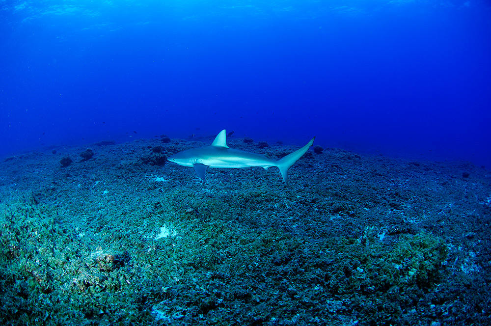 Hawaiʻi Sharks | About Sharks