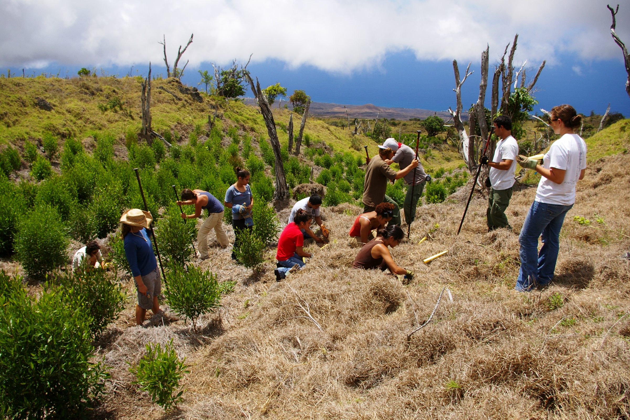 Volunteer | Community Outplanting