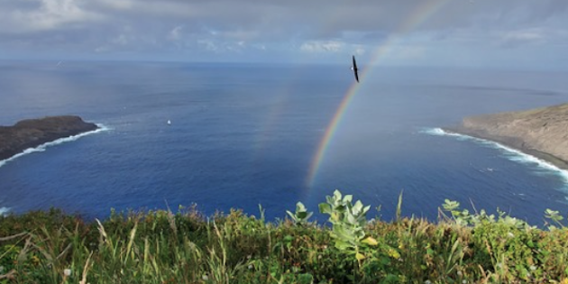 Wildlife Programs | Lehua Island Ecosystem Restoration Project