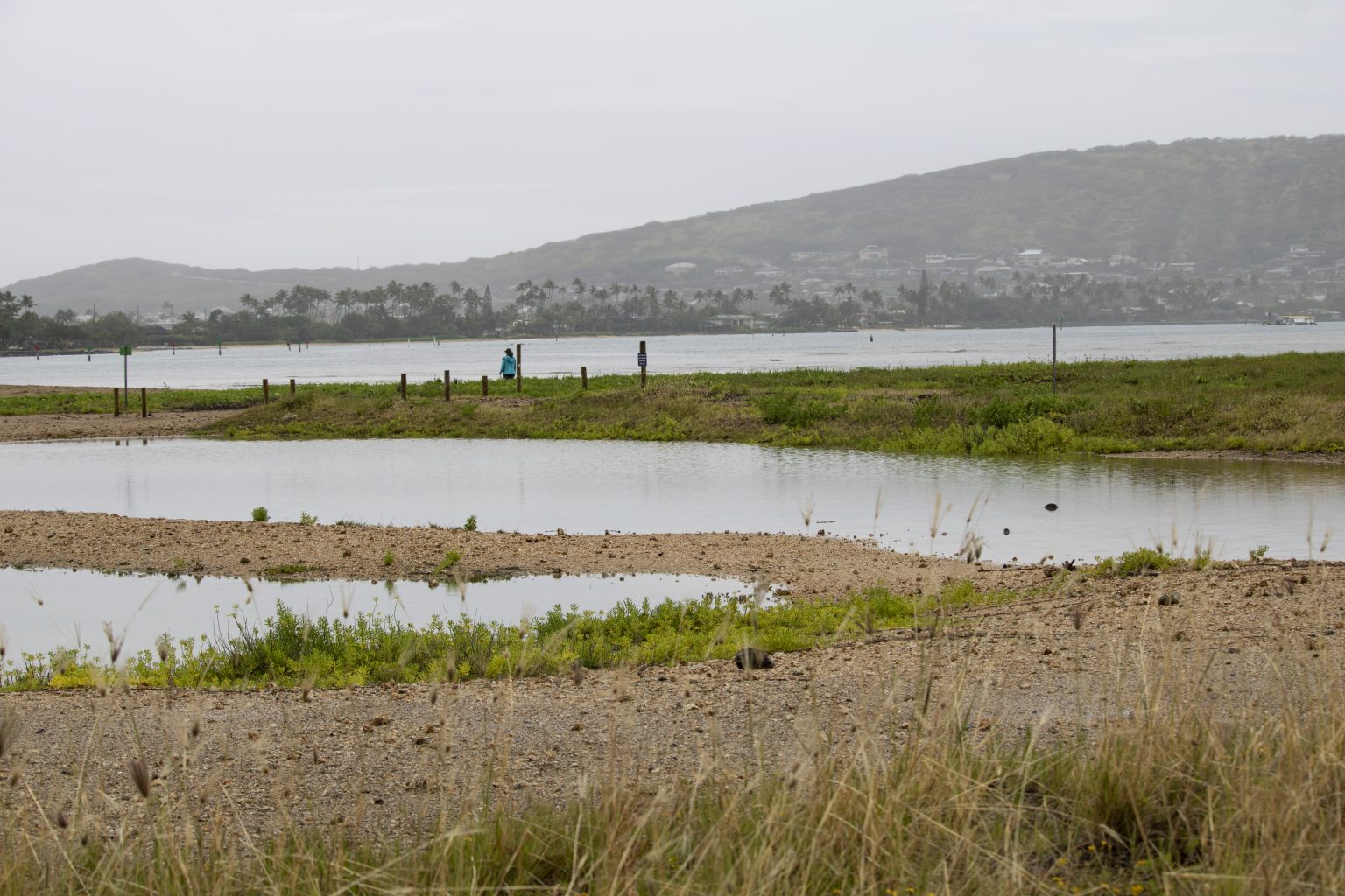Division of Forestry and Wildlife: Wildlife Program | Paiko Lagoon ...