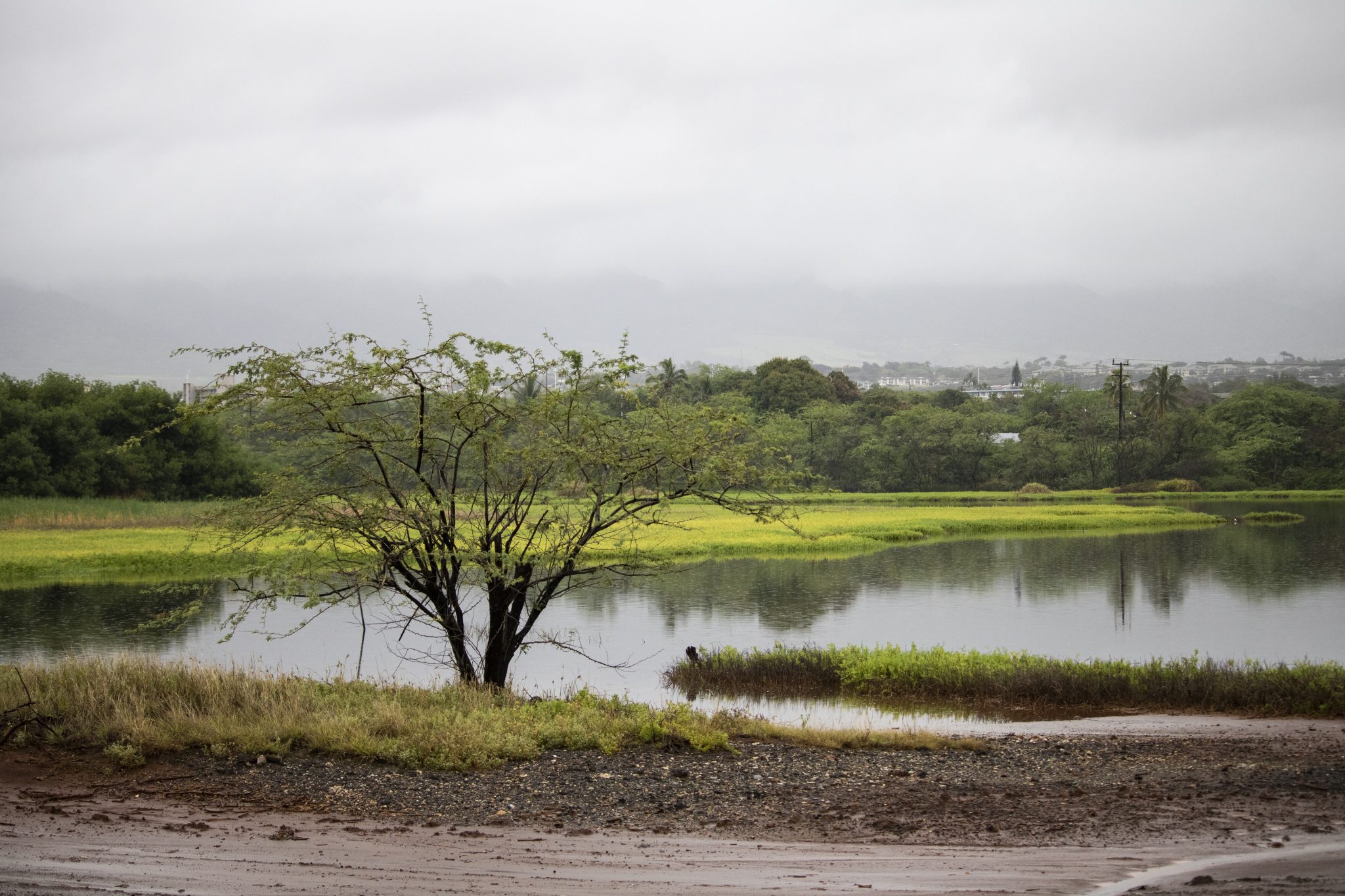 Division of Forestry and Wildlife: Wildlife Program | Pouhala Marsh ...