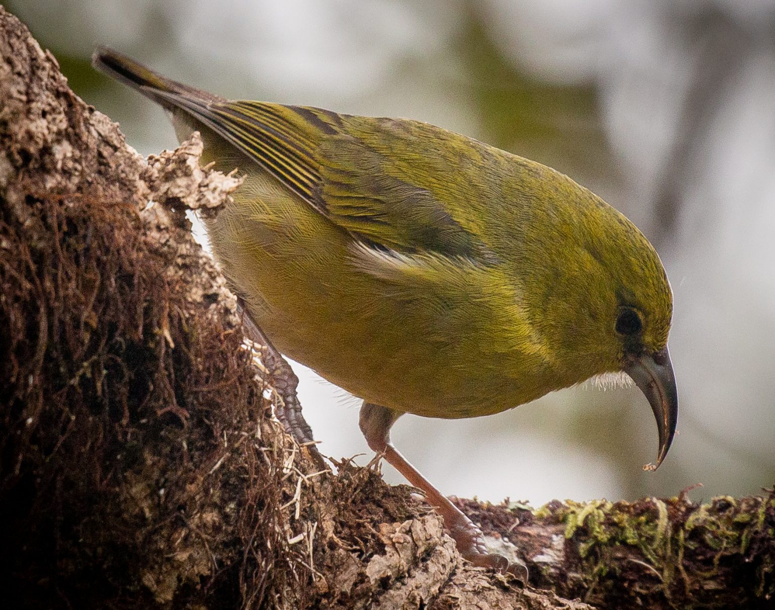 Division of Forestry and Wildlife: Wildlife Program | Kauaʻi ʻAmakihi