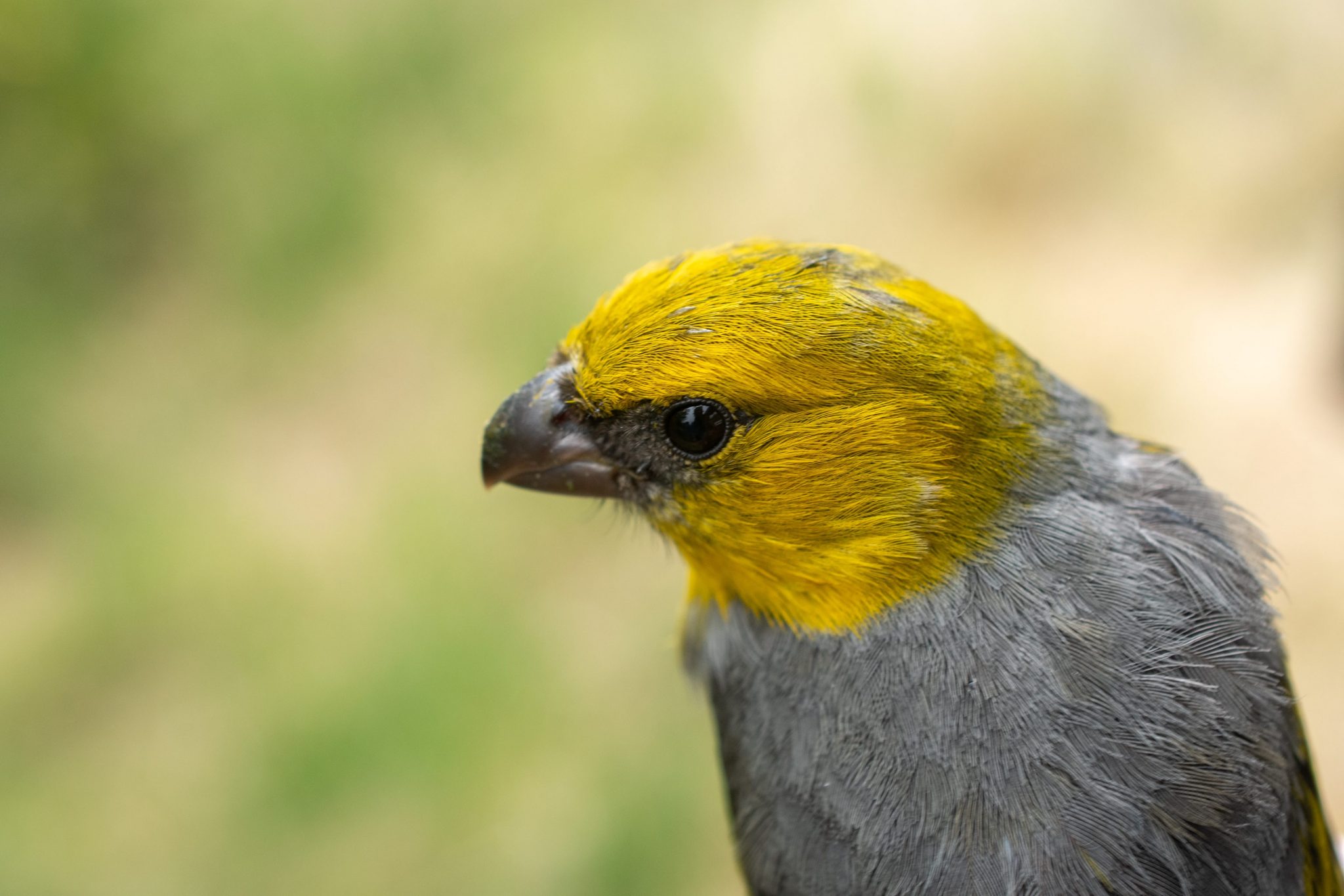 Division of Forestry and Wildlife: Wildlife Program | Palila