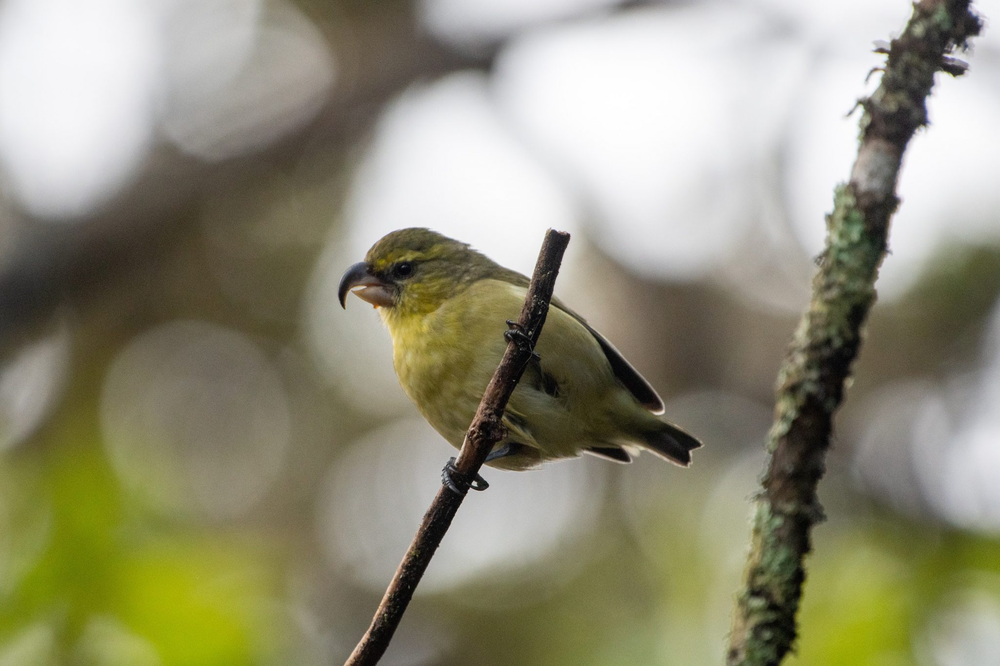 Division of Forestry and Wildlife: Wildlife Program | Kiwikiu