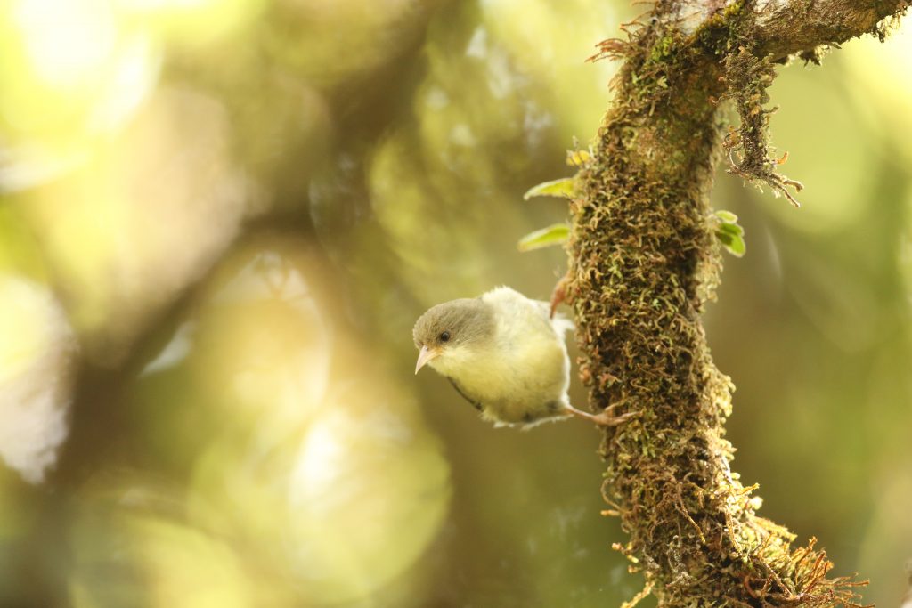 Division of Forestry and Wildlife: Wildlife Program | ʻAkikiki