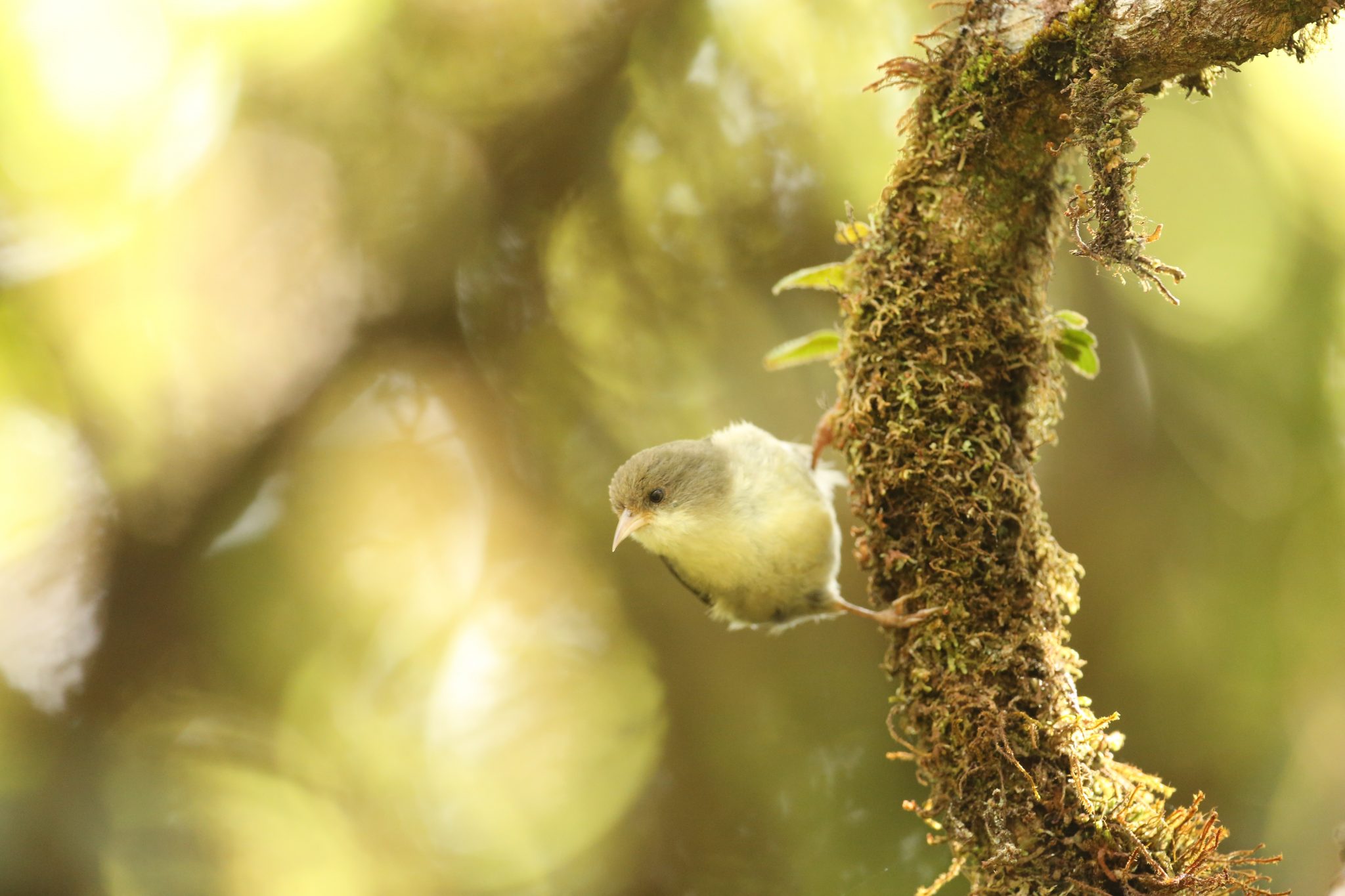 Division of Forestry and Wildlife: Wildlife Program | ʻAkikiki