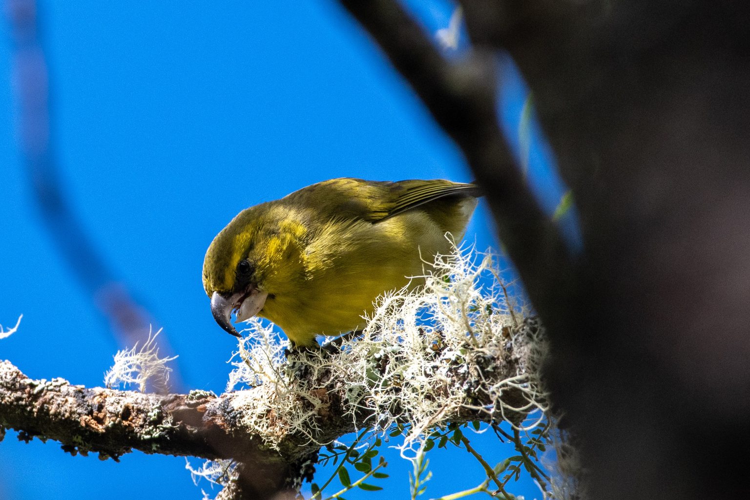 Division of Forestry and Wildlife: Wildlife Program | Kiwikiu