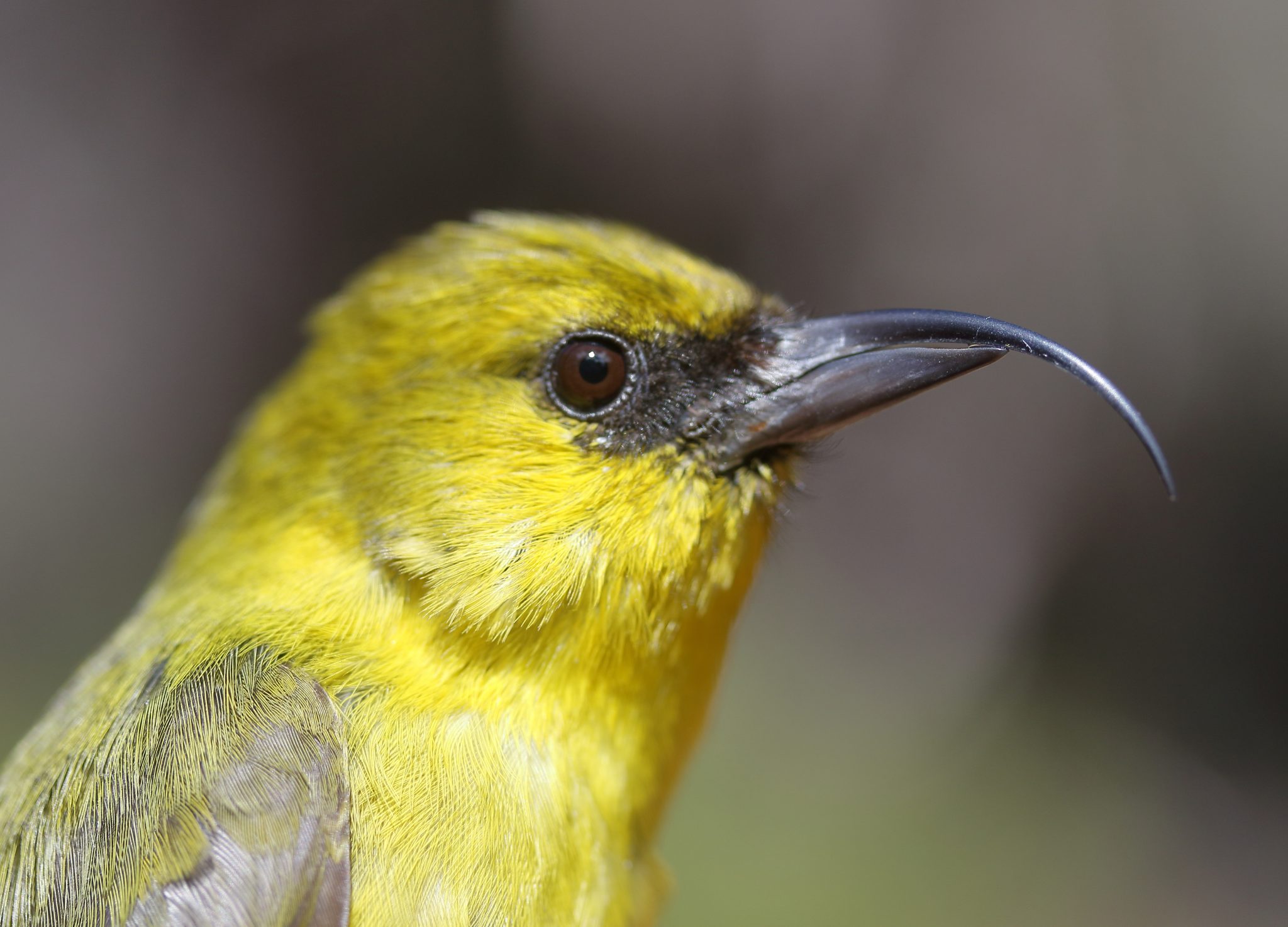 Division of Forestry and Wildlife: Wildlife Program | ʻAkiapōlāʻau