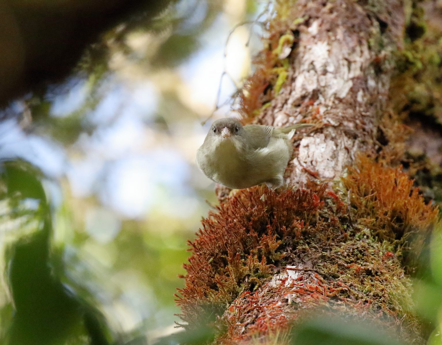 Division of Forestry and Wildlife: Wildlife Program | ʻAkikiki