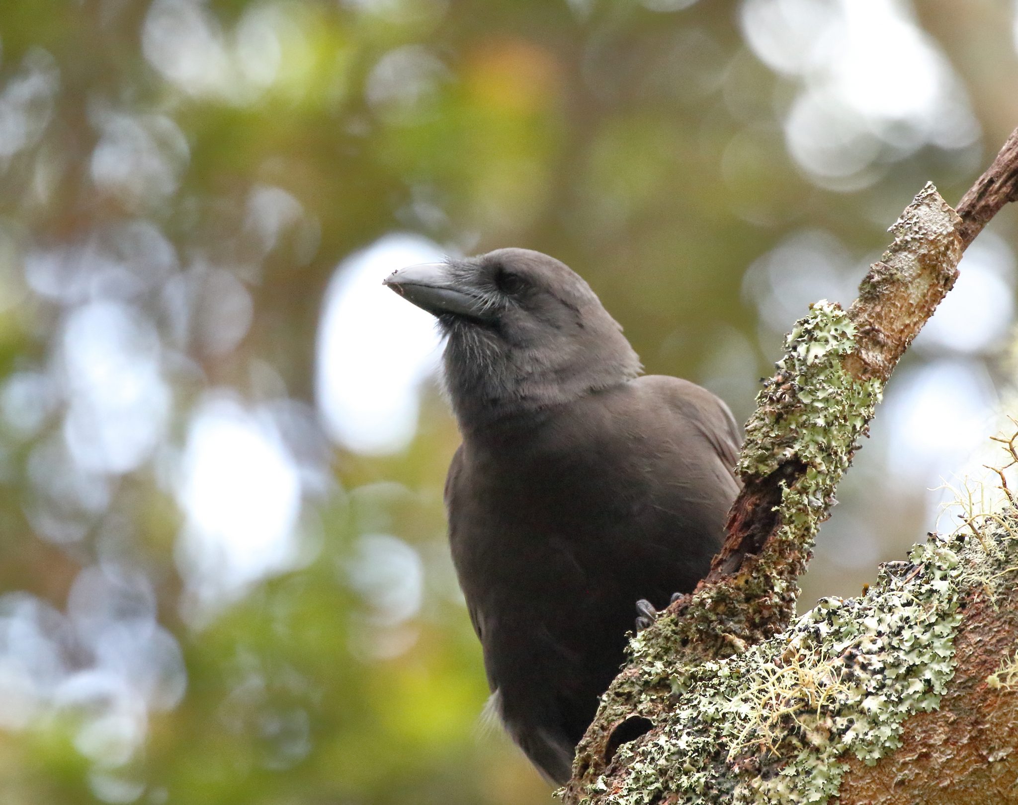 Division of Forestry and Wildlife: Wildlife Program | ʻAlalā