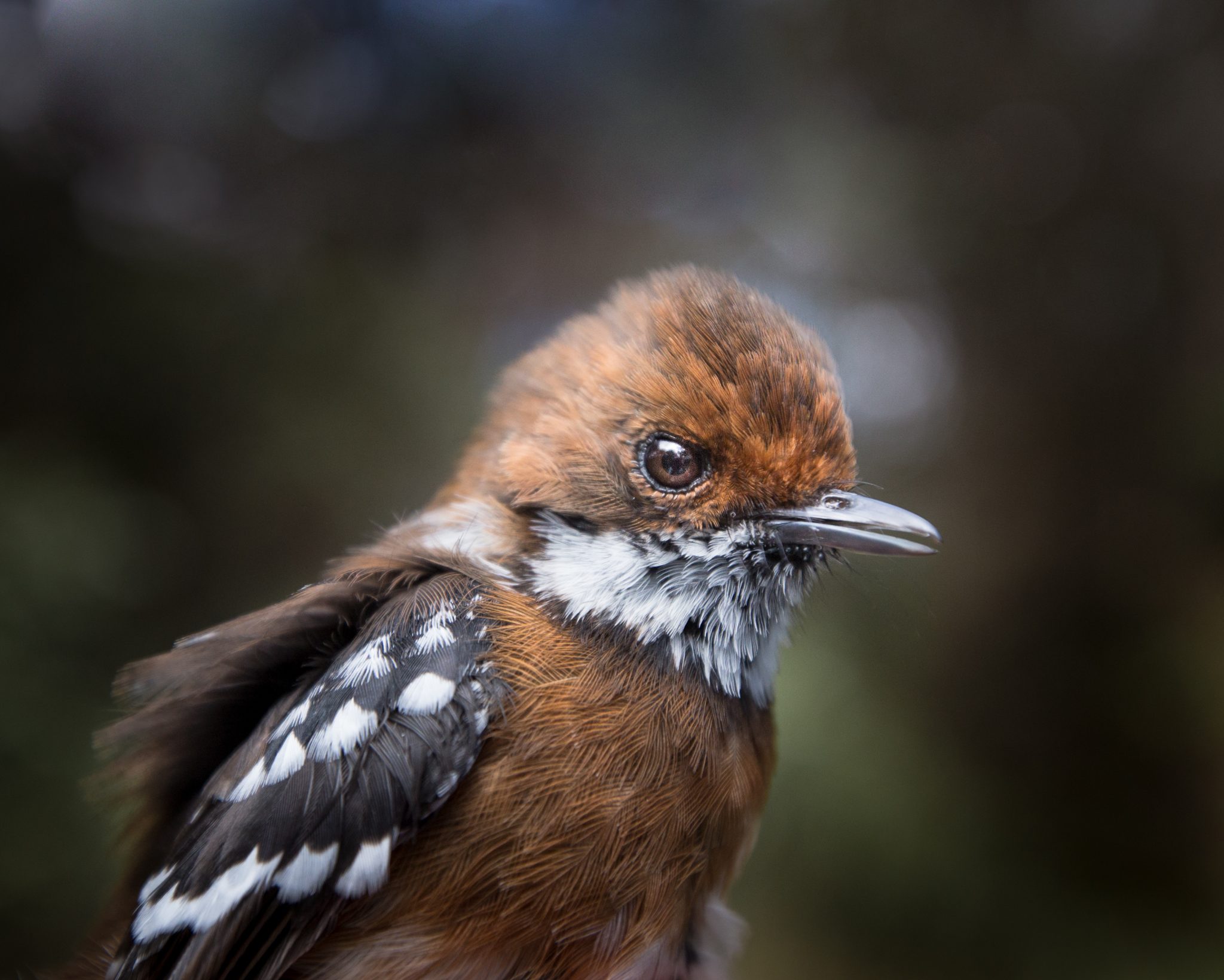 Division of Forestry and Wildlife: Wildlife Program | Hawaiʻi ʻElepaio