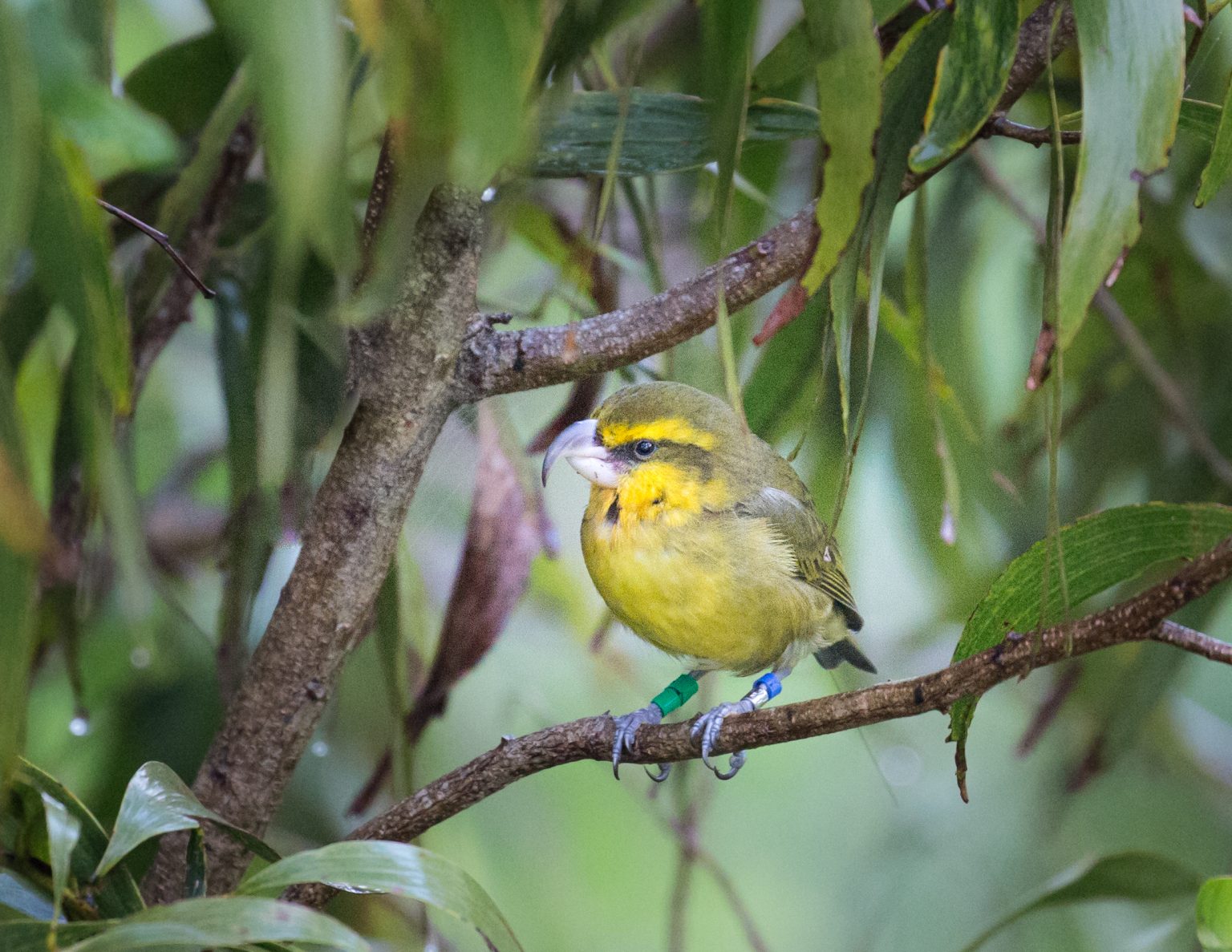 Division of Forestry and Wildlife: Wildlife Program | Kiwikiu