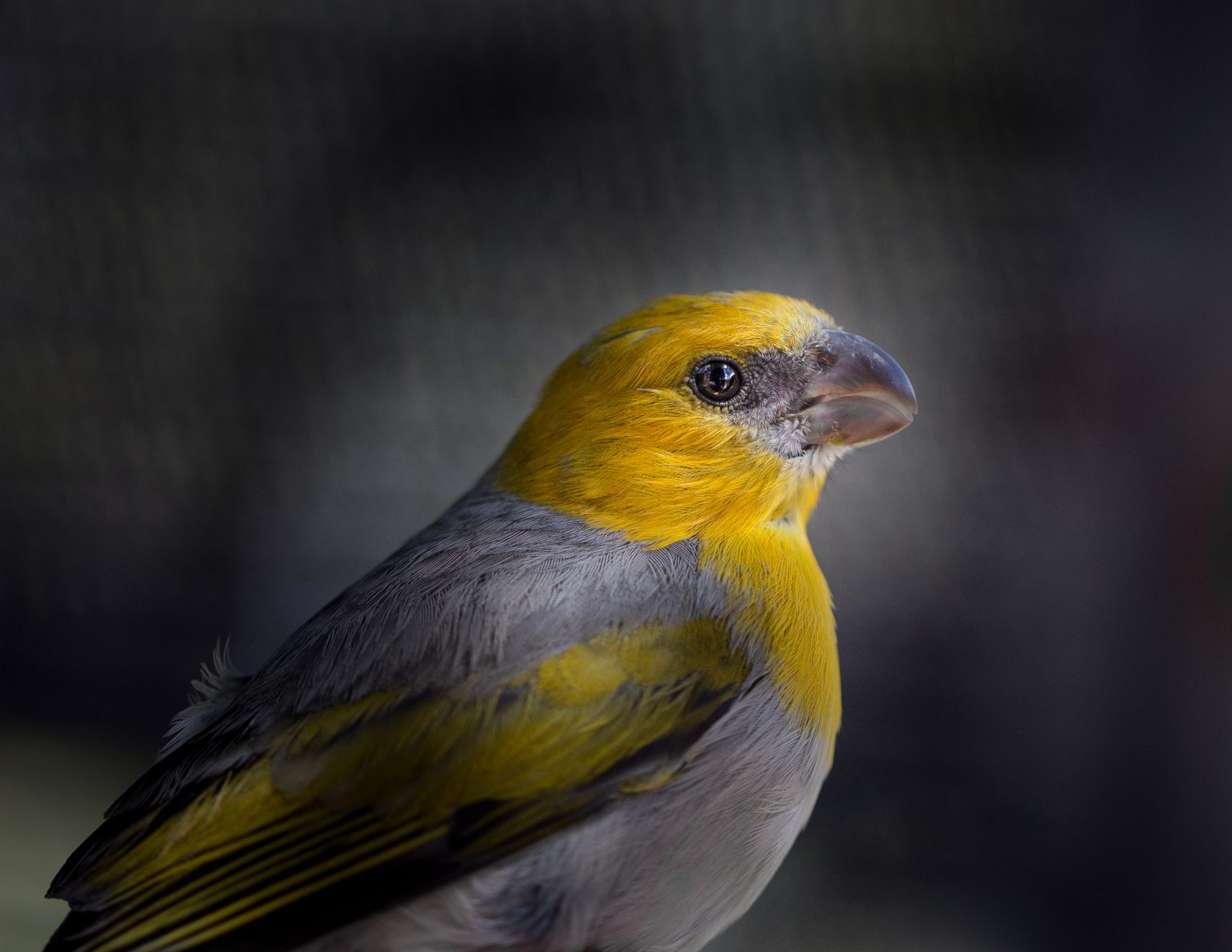 Division of Forestry and Wildlife: Wildlife Program | Palila