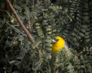 Division of Forestry and Wildlife: Wildlife Program | Palila