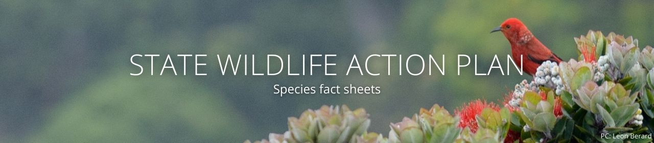 Division of Forestry and Wildlife: Wildlife Program | SWAP Species Fact ...