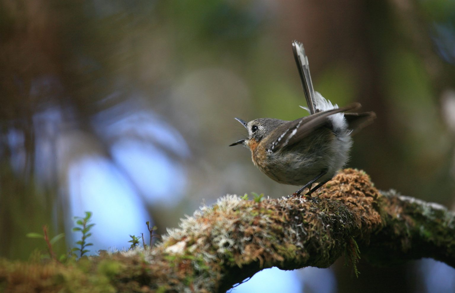 Division of Forestry and Wildlife: Wildlife Program | Kauaʻi ʻElepaio