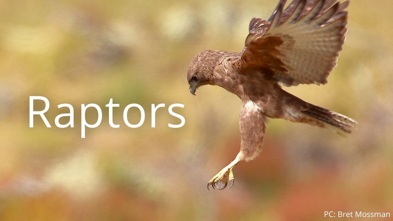 Division of Forestry and Wildlife: Wildlife Program | Native Birds of ...