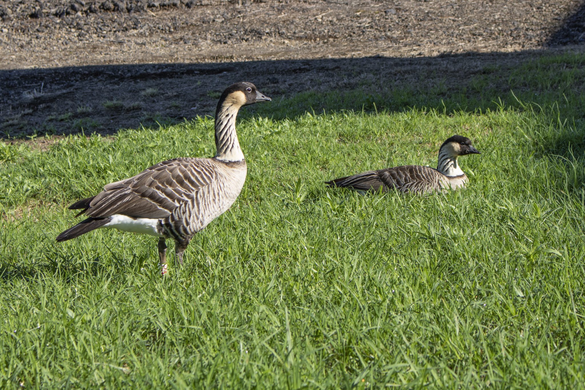 Division of Forestry and Wildlife: Wildlife Program | Nēnē