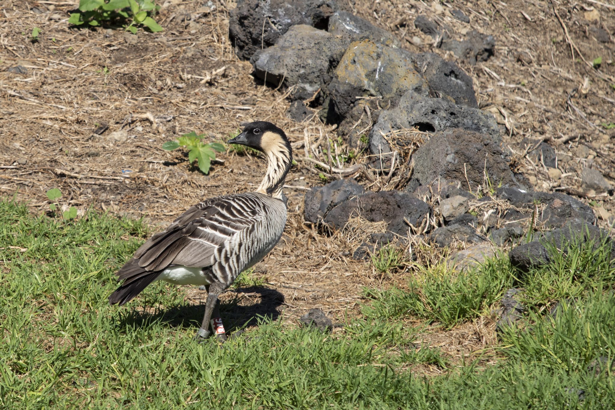 Division of Forestry and Wildlife: Wildlife Program | Nēnē