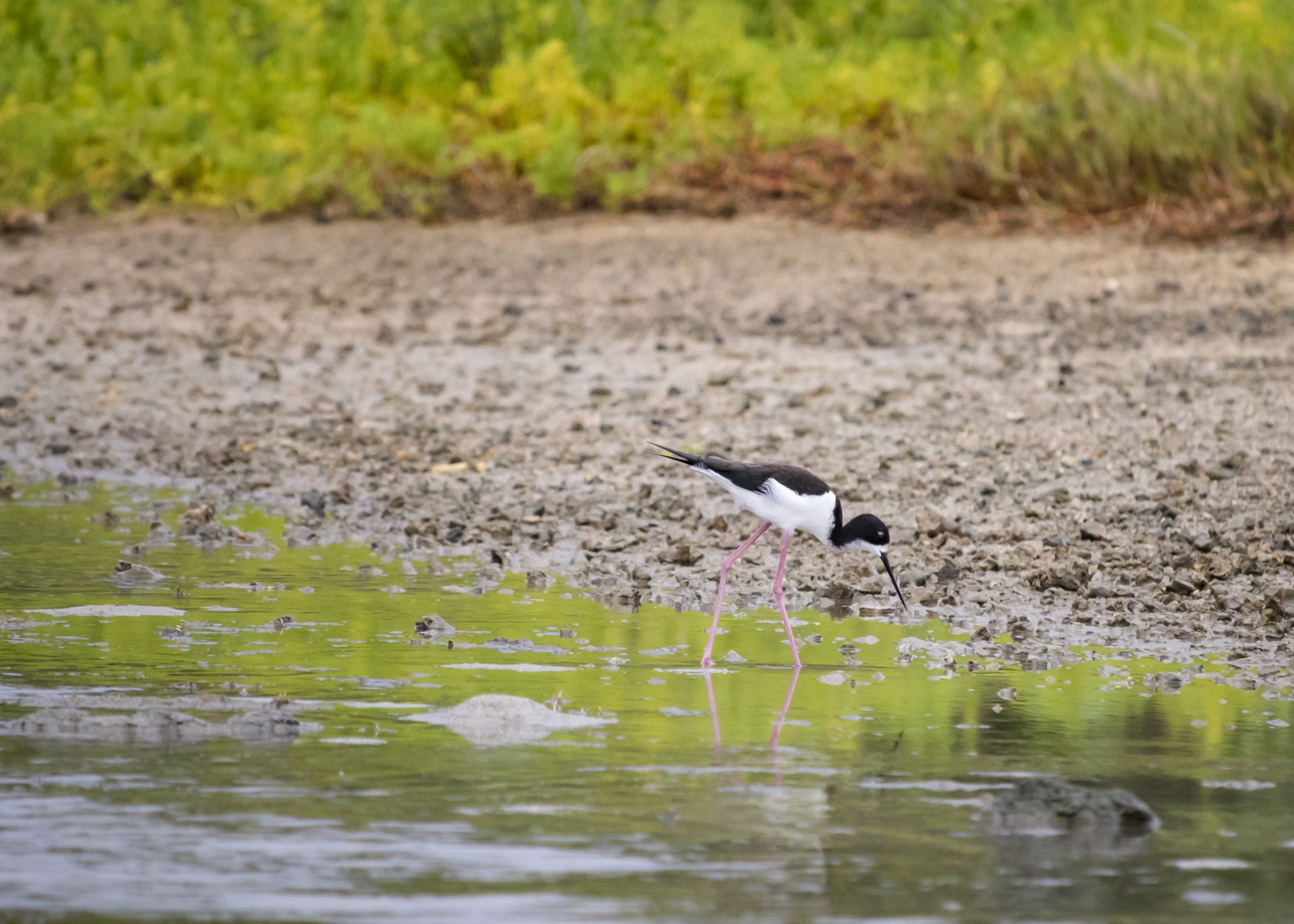 Division of Forestry and Wildlife: Wildlife Program | Aeʻo