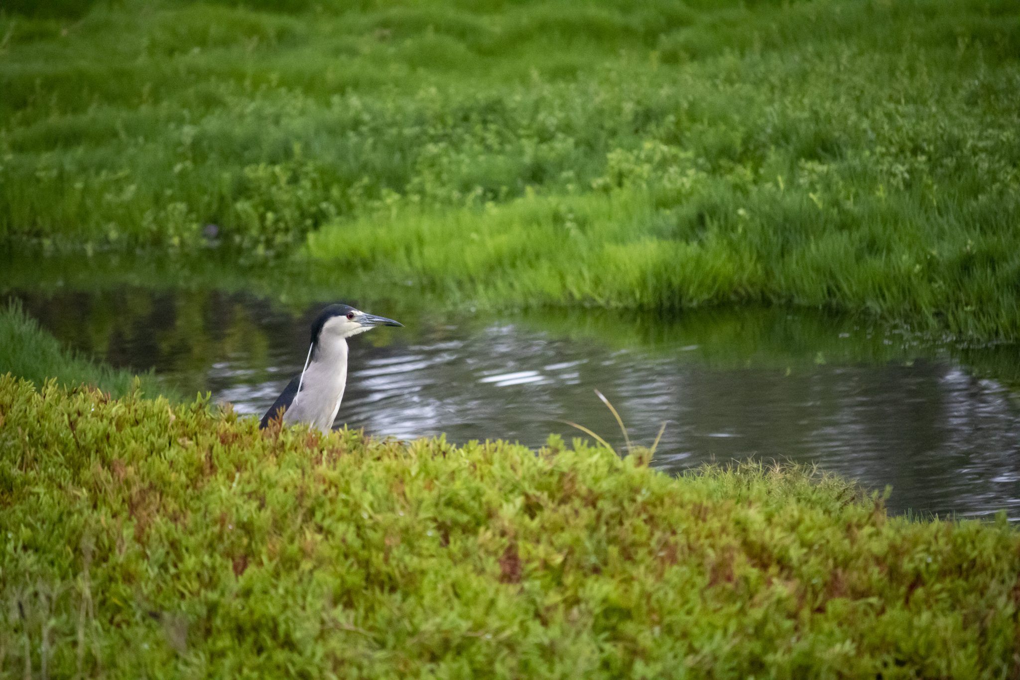 Division of Forestry and Wildlife: Wildlife Program | ʻAukuʻu