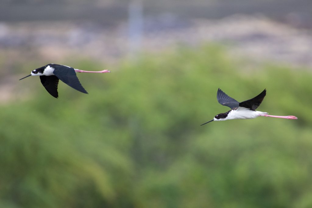 Division of Forestry and Wildlife: Wildlife Program | Aeʻo