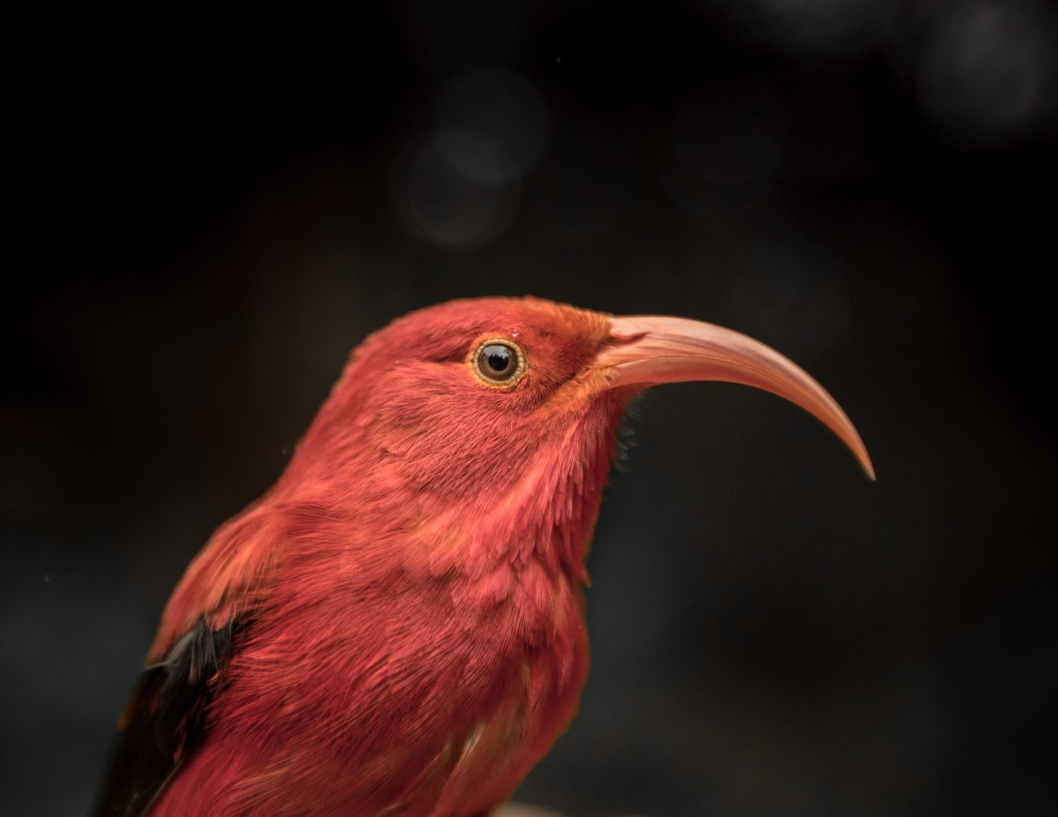 Division of Forestry and Wildlife: Wildlife Program | ʻIʻiwi