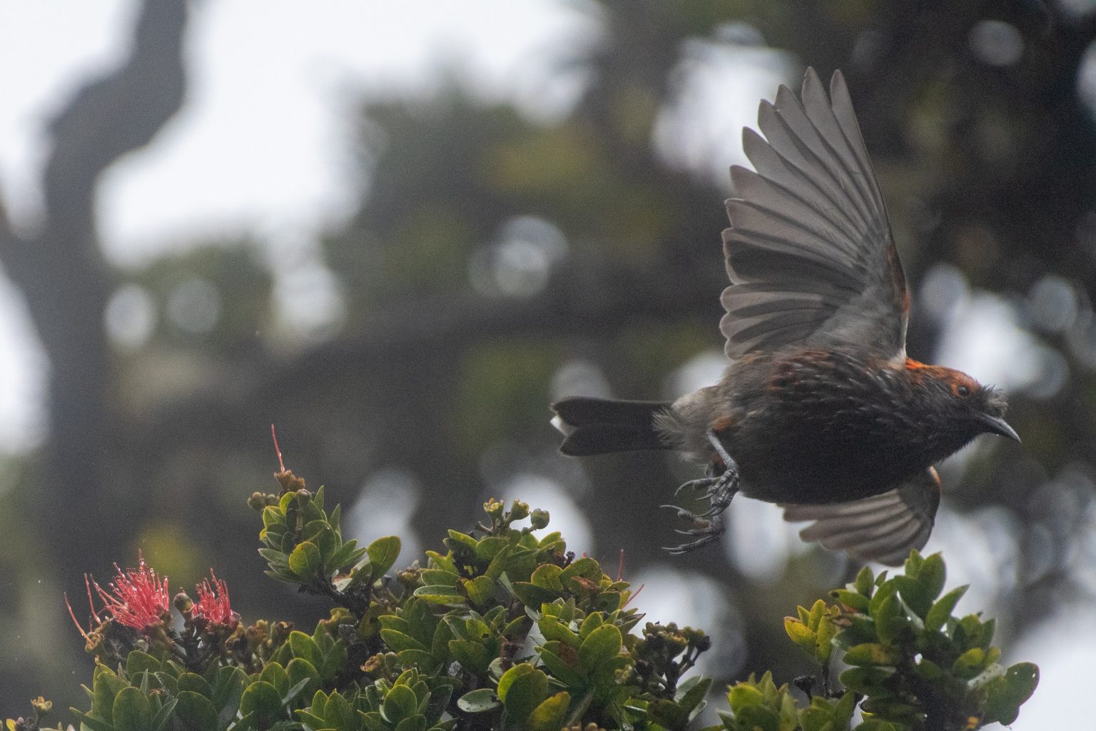 Division of Forestry and Wildlife: Wildlife Program | ‘Ākohekohe