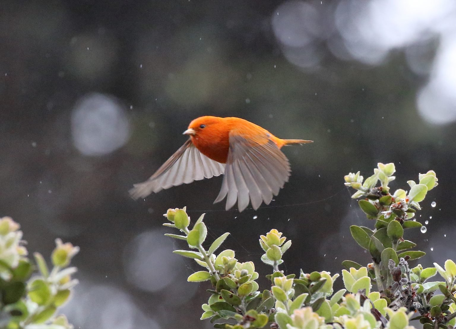 Division of Forestry and Wildlife: Wildlife Program | Hawaiʻi ʻĀkepa