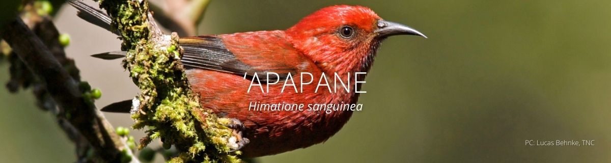 Division of Forestry and Wildlife: Wildlife Program | ʻApapane
