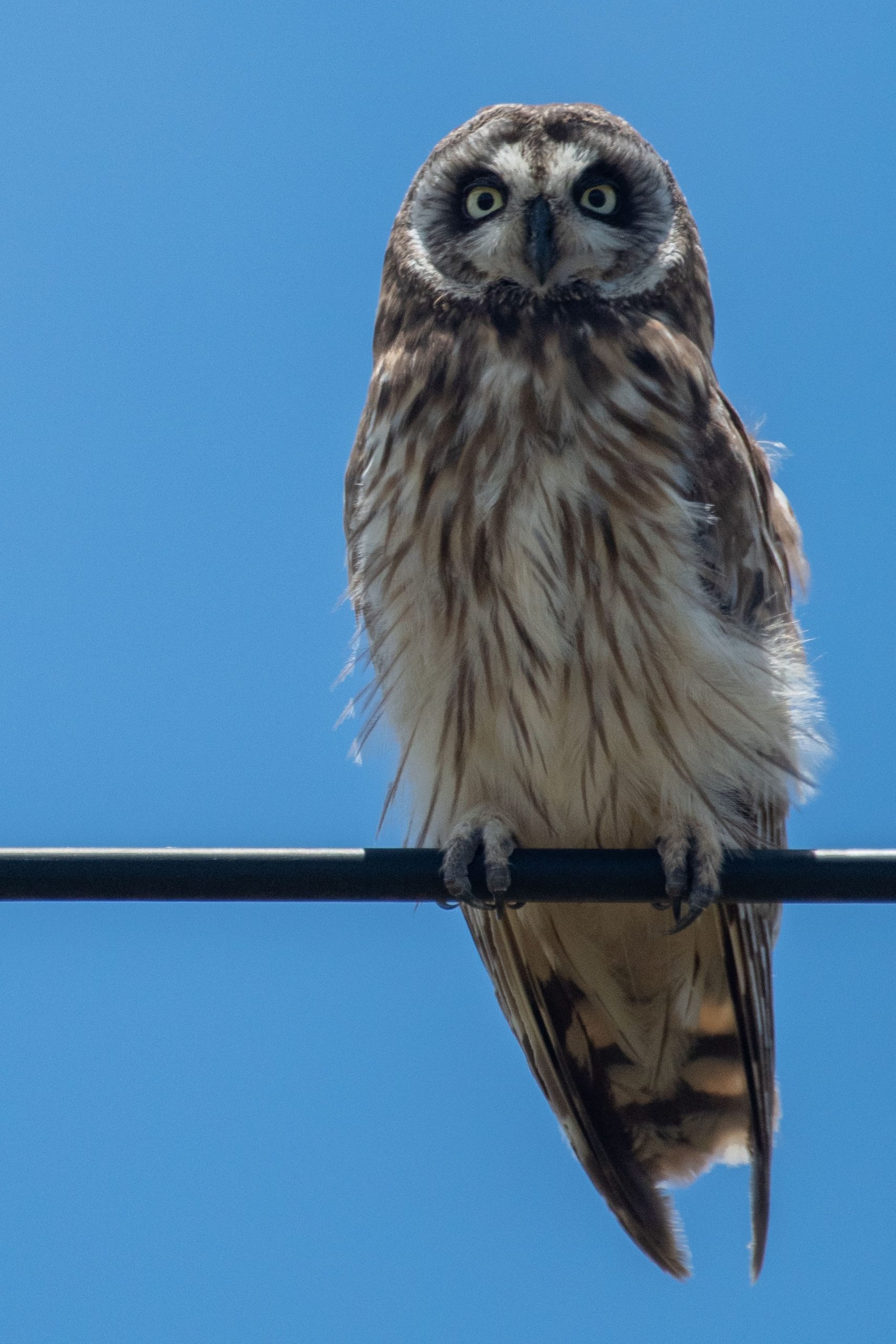 Division of Forestry and Wildlife: Wildlife Program | Pueo