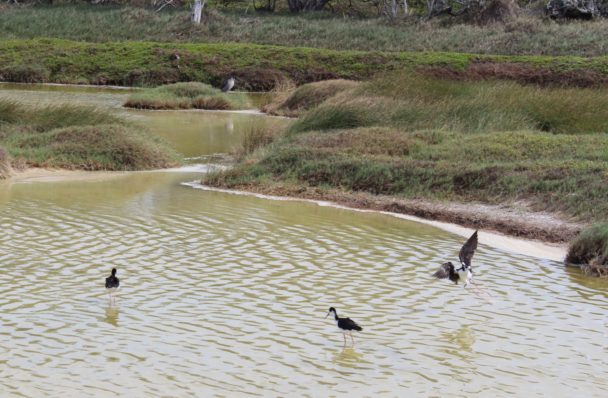 Division of Forestry and Wildlife: Wildlife Program | Kanahā Pond ...