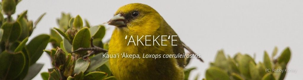 Division of Forestry and Wildlife: Wildlife Program | ʻAkekeʻe