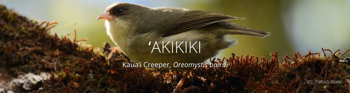 Division of Forestry and Wildlife: Wildlife Program | ʻAkikiki
