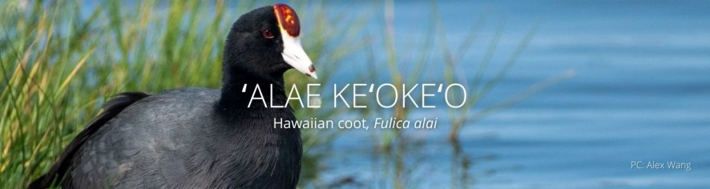Division of Forestry and Wildlife: Wildlife Program | ʻAlae keʻokeʻo