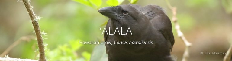 Division of Forestry and Wildlife: Wildlife Program | ʻAlalā