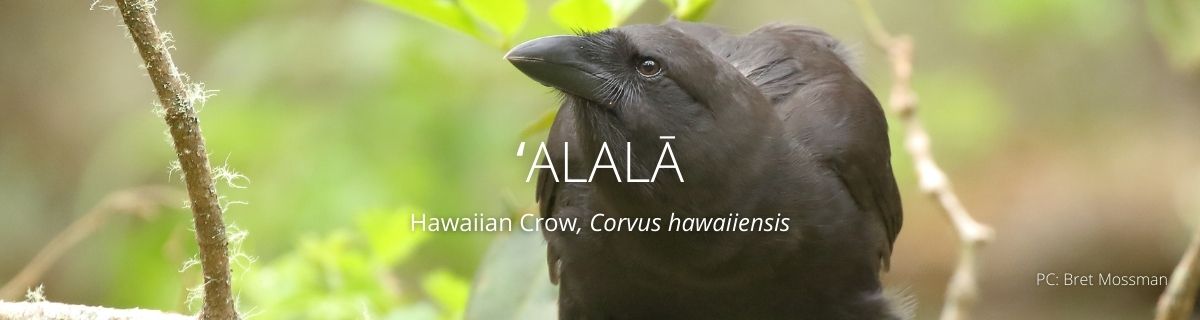 Division of Forestry and Wildlife: Wildlife Program | ʻAlalā