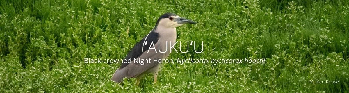 Division of Forestry and Wildlife: Wildlife Program | ʻAukuʻu