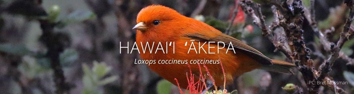 Division of Forestry and Wildlife: Wildlife Program | Hawaiʻi ʻĀkepa