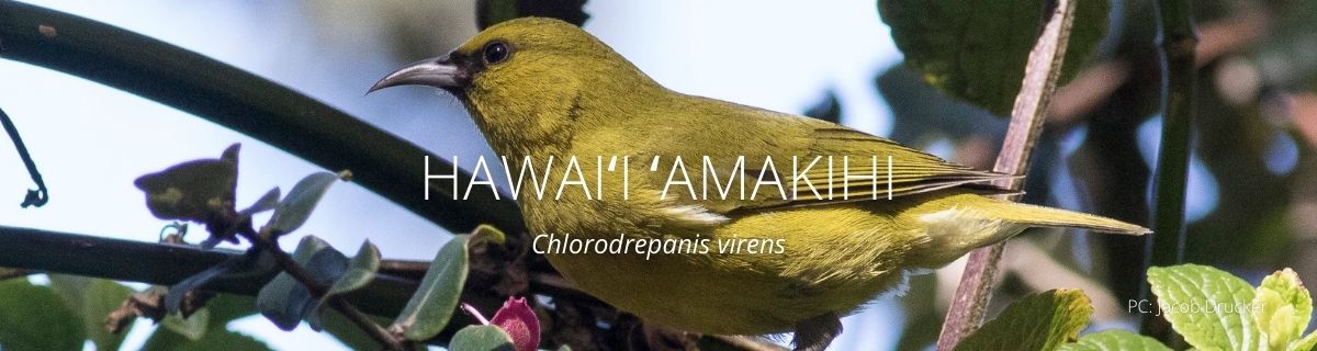 Division of Forestry and Wildlife: Wildlife Program | Hawaiʻi ʻAmakihi