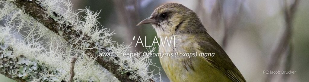 Division of Forestry and Wildlife: Wildlife Program | ʻAlawī (Hawaiʻi ...