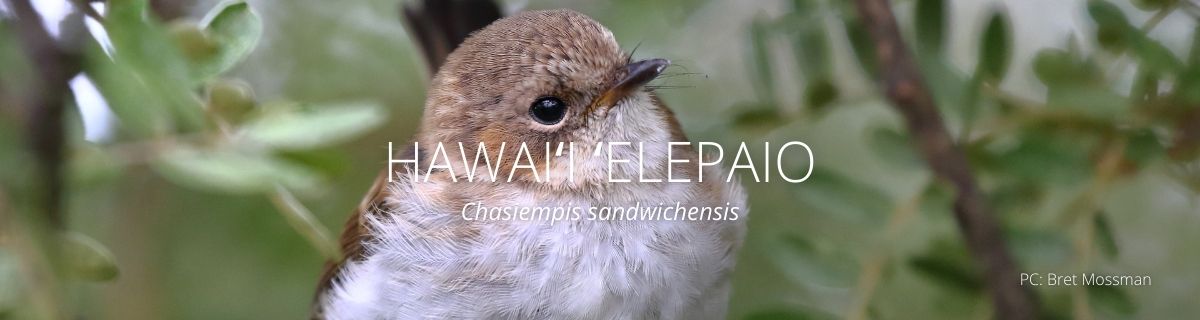 Division of Forestry and Wildlife: Wildlife Program | Hawaiʻi ʻElepaio