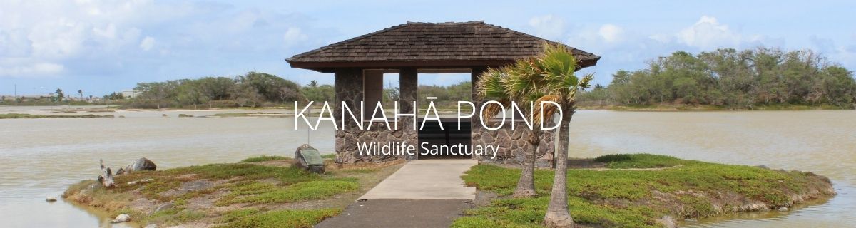 Division of Forestry and Wildlife: Wildlife Program | Kanahā Pond ...