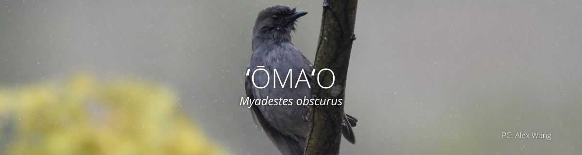 Division of Forestry and Wildlife: Wildlife Program | ‘Ōma‘o