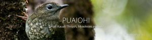 Division of Forestry and Wildlife: Wildlife Program | Puaiohi