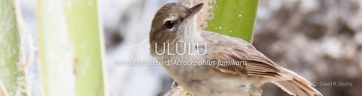 Division of Forestry and Wildlife: Wildlife Program | Nihoa Millerbird