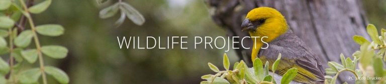 Division of Forestry and Wildlife: Wildlife Program | Wildlife Projects